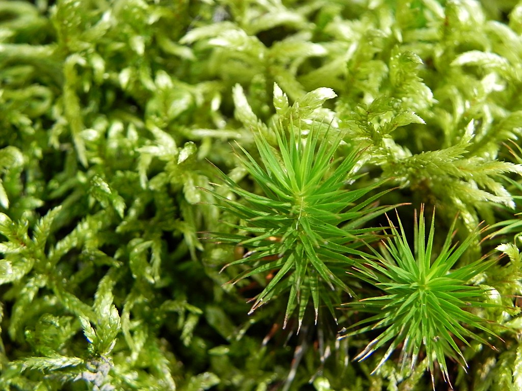 It can be beautiful being green | News, Sports, Jobs - Observer Today